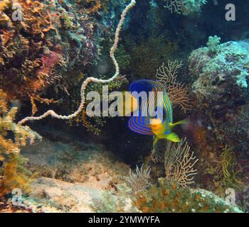 Angelfish, Deep Sea Exploration 2025. Pterophyllum is a small genus of ...