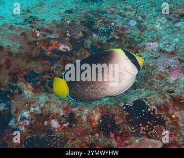 Angelfish, Deep Sea Exploration 2025. Pterophyllum is a small genus of ...