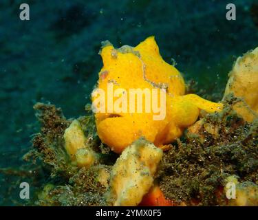 Frogfish, Deep Sea Exploration 2025. Frogfishes are any member of the ...