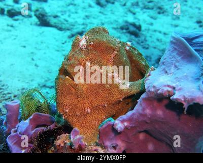 Frogfish, Deep Sea Exploration 2025. Frogfishes are any member of the ...