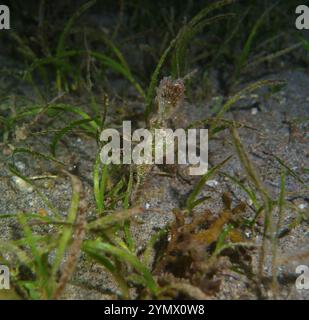 Seahorses, Hippocampe Deep Sea Exploration 2025. A seahorse is any of ...