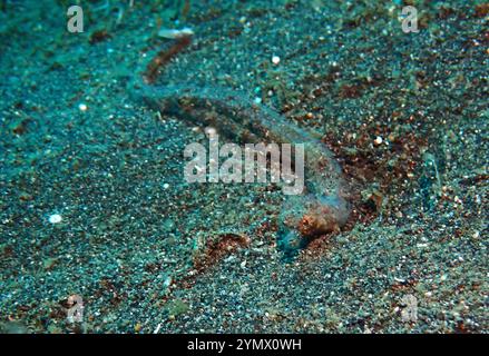 Seahorses, Hippocampe Deep Sea Exploration 2025. A seahorse is any of ...