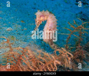 Seahorses, Hippocampe Deep Sea Exploration 2025. A seahorse is any of ...