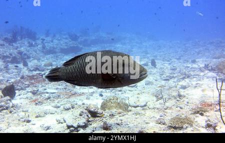 Wrasses Fish, Deep Sea Exploration 2025. The wrasses are a family ...