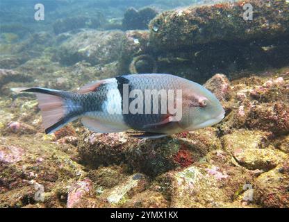 Hogfish, Deep Sea Exploration 2025. The hogfish, also known as ...