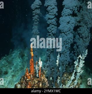 Hydrothermal vents in pacific ocean deep sea exploration 2025 ...