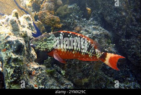Parrotfish, Deep Sea Exploration 2025. Parrotfish are a group of fish ...