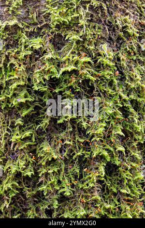 Sickle-leaved Hook-moss (Sanionia uncinata Stock Photo - Alamy