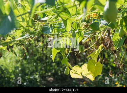 Gourds/ melons of Chayote growing in rural Mexico Stock Photo - Alamy