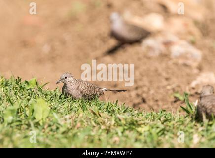 Inca Dove (Columbina inca) foraging on the ground in Mexico Stock Photo ...