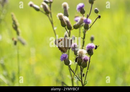 satyrid butterflies - meadow brown Stock Photo - Alamy