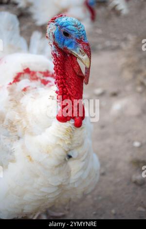 Big white turkeys in close-up, poultry farming in the village Stock ...