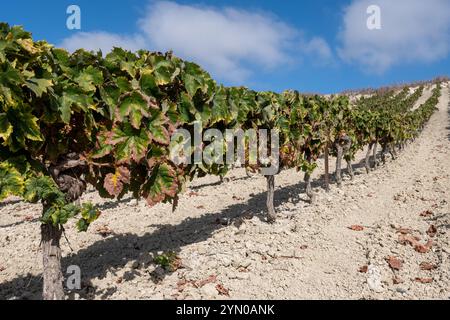 The grape harvest in Jerez, Andalusia Stock Photo - Alamy
