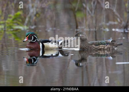 Wood Duck (Aix sponsa) couple. April in Acadia National Park, Maine ...
