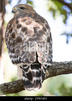 The Red-Shouldered Hawk, photographed in Everglades National Park, is a ...