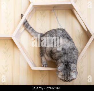 Inquisitive young gray scottish fold cat sitting on wall mounted wooden ...