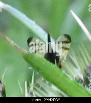 Bull Thistle Gall Fly (Urophora stylata), Insecta, Fairfield, Lower ...