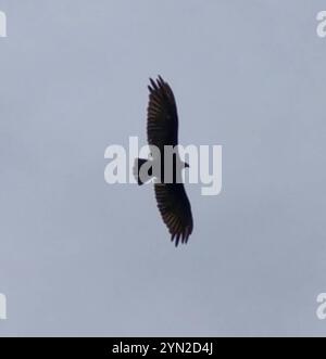 Turkey and Yellow-headed Vultures (Cathartes) Aves Stock Photo - Alamy