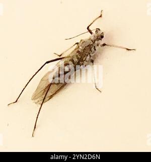 pine needle aphid (Eulachnus rileyi Stock Photo - Alamy