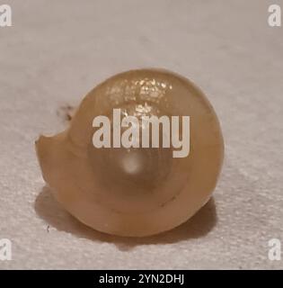 Cone Snails (Conidae Stock Photo - Alamy