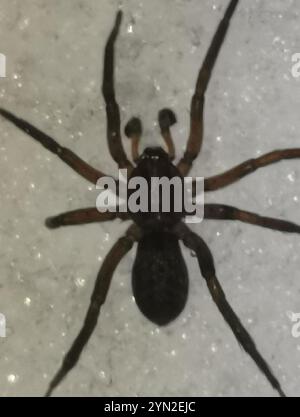 Spiny-legged Sac Spiders (Liocranidae Stock Photo - Alamy