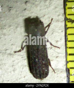 Auger Beetles (Bostrichidae Stock Photo - Alamy
