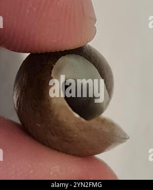 Common West Indian Bubble (Bulla occidentalis) Mollusca Stock Photo - Alamy