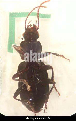 Sad ground beetle (Rhytisternus miser Stock Photo - Alamy