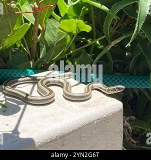 Cross-marked Sand Snake (Psammophis crucifer Stock Photo - Alamy