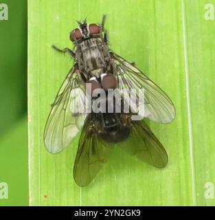 House Flies and Allies (Muscidae Stock Photo - Alamy