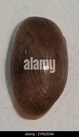 Common West Indian Bubble (Bulla occidentalis Stock Photo - Alamy