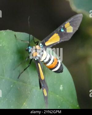 Basker (Euchromia lethe Stock Photo - Alamy