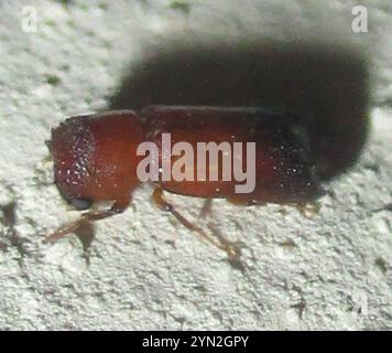 Auger Beetles (Bostrichidae Stock Photo - Alamy