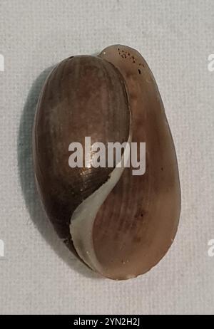 Common West Indian Bubble (Bulla occidentalis Stock Photo - Alamy