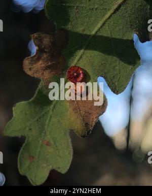 Disc Gall Wasp (Feron parmula Stock Photo - Alamy