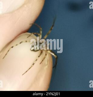 Cave spider (Nesticus cellulanus Stock Photo - Alamy