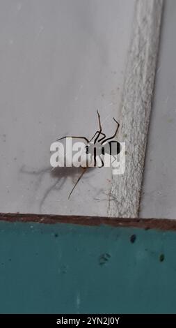 Brown Spitting Spider (Scytodes fusca) Arachnida Stock Photo - Alamy