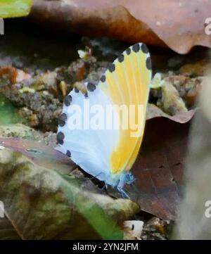 Dotted Borders (Mylothris Stock Photo - Alamy