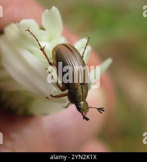 Manuka beetle (Pyronota festiva Stock Photo - Alamy