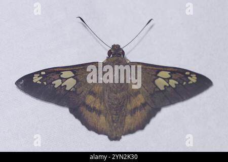 Common Scarlet-eye (Nascus phocus Stock Photo - Alamy