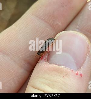 Surinam Cockroach (Pycnoscelus surinamensis Stock Photo - Alamy