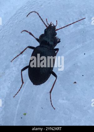 European Gazelle Beetle (Nebria brevicollis Stock Photo - Alamy