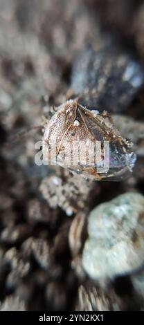 White-spotted Stink Bug (Eysarcoris ventralis Stock Photo - Alamy