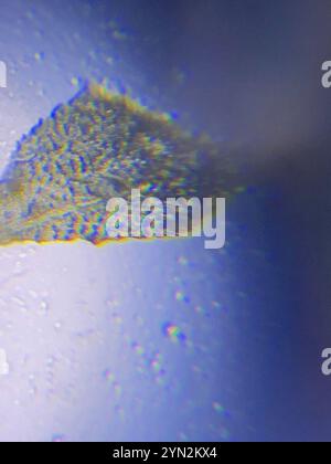 Common Thelia (Thelia hirtella Stock Photo - Alamy