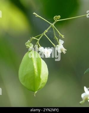 Balloon Vines and Heartseed (Cardiospermum Stock Photo - Alamy