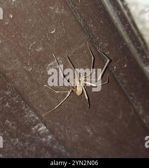 Recluse Spiders (Loxosceles Stock Photo - Alamy