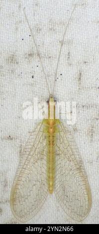 Red-lipped Green Lacewing (Chrysoperla rufilabris Stock Photo - Alamy