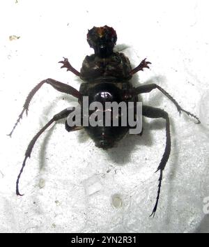 Spider Dung Beetles (Sisyphus Stock Photo - Alamy
