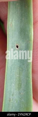 dwarf yellow grass aloe (Aloe linearifolia Stock Photo - Alamy