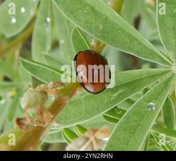 Giant Lady Beetle Anatis lecontei Show Low Arizona United States 11 ...